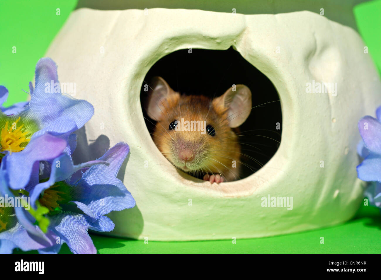 house mouse (Mus musculus), fancy mouse looking out of a pot Stock ...