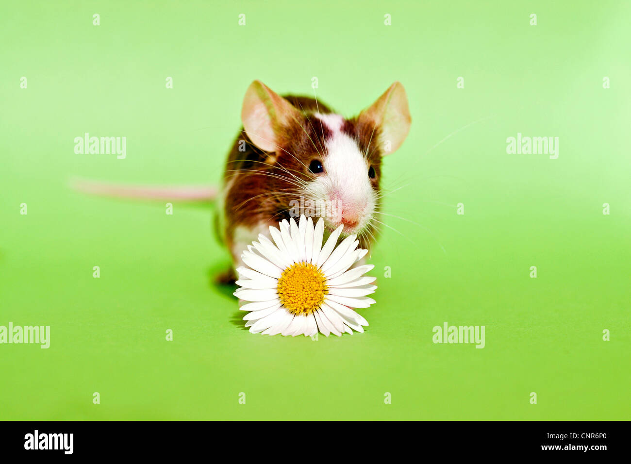 Hair product mouse hi-res stock photography and images - Alamy