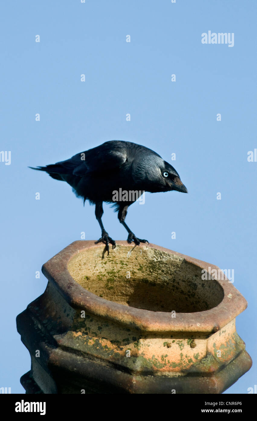 Jackdaw uk chimney hi-res stock photography and images - Alamy