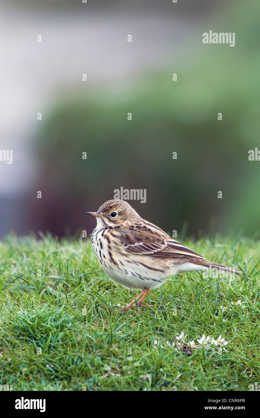 Meadow pipits scotland hi-res stock photography and images - Alamy