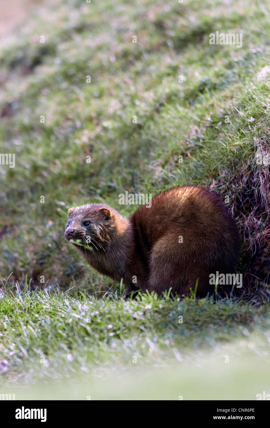 American mink hi-res stock photography and images - Alamy