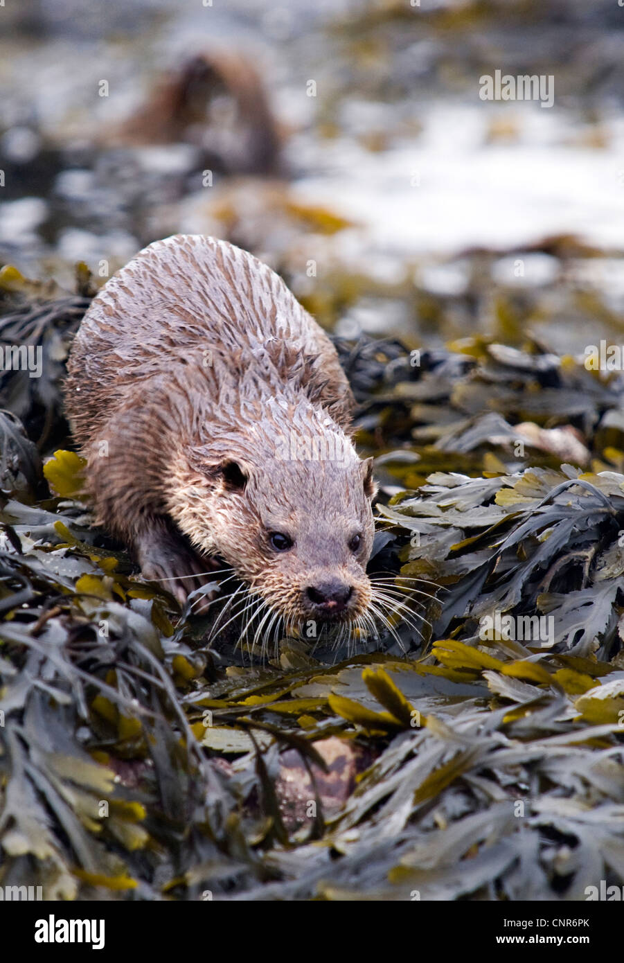 European river otter, European Otter, Eurasian Otter (Lutra lutra ...