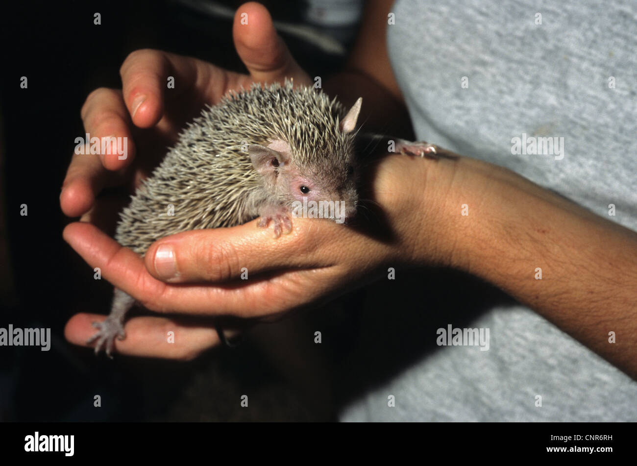 Greater hedgehog tenrec or large madagascar hedgehog setifer setosus hi ...