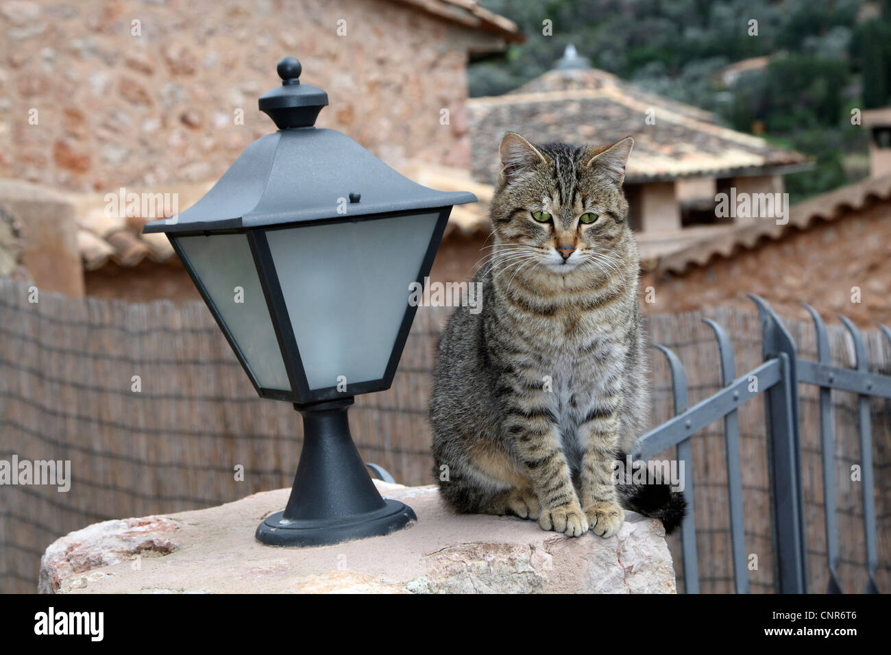Cat predators hi-res stock photography and images - Alamy