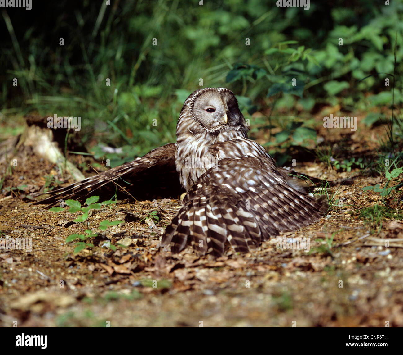 ural owl (Strix uralensis), sunbathing Stock Photo - Alamy