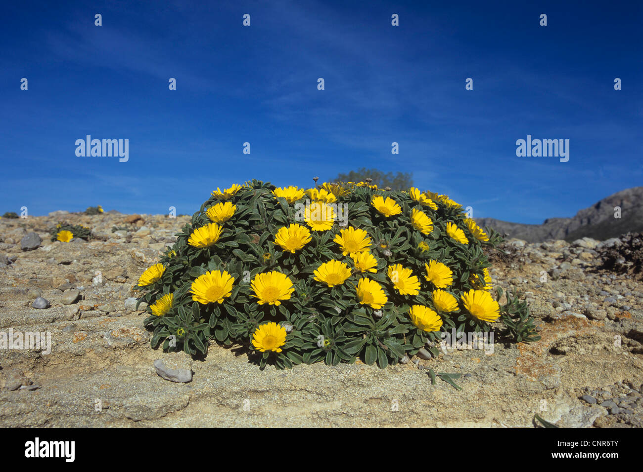 Gold Coin, Mediterranean Beach Daisy (Asteriscus maritimus, Bubonium ...