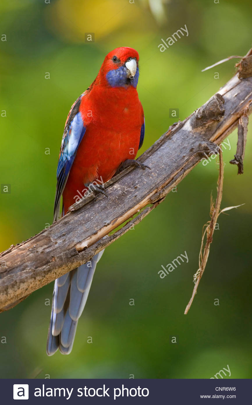 Crimson Rosella Parrot Stock Photos & Crimson Rosella Parrot Stock ...