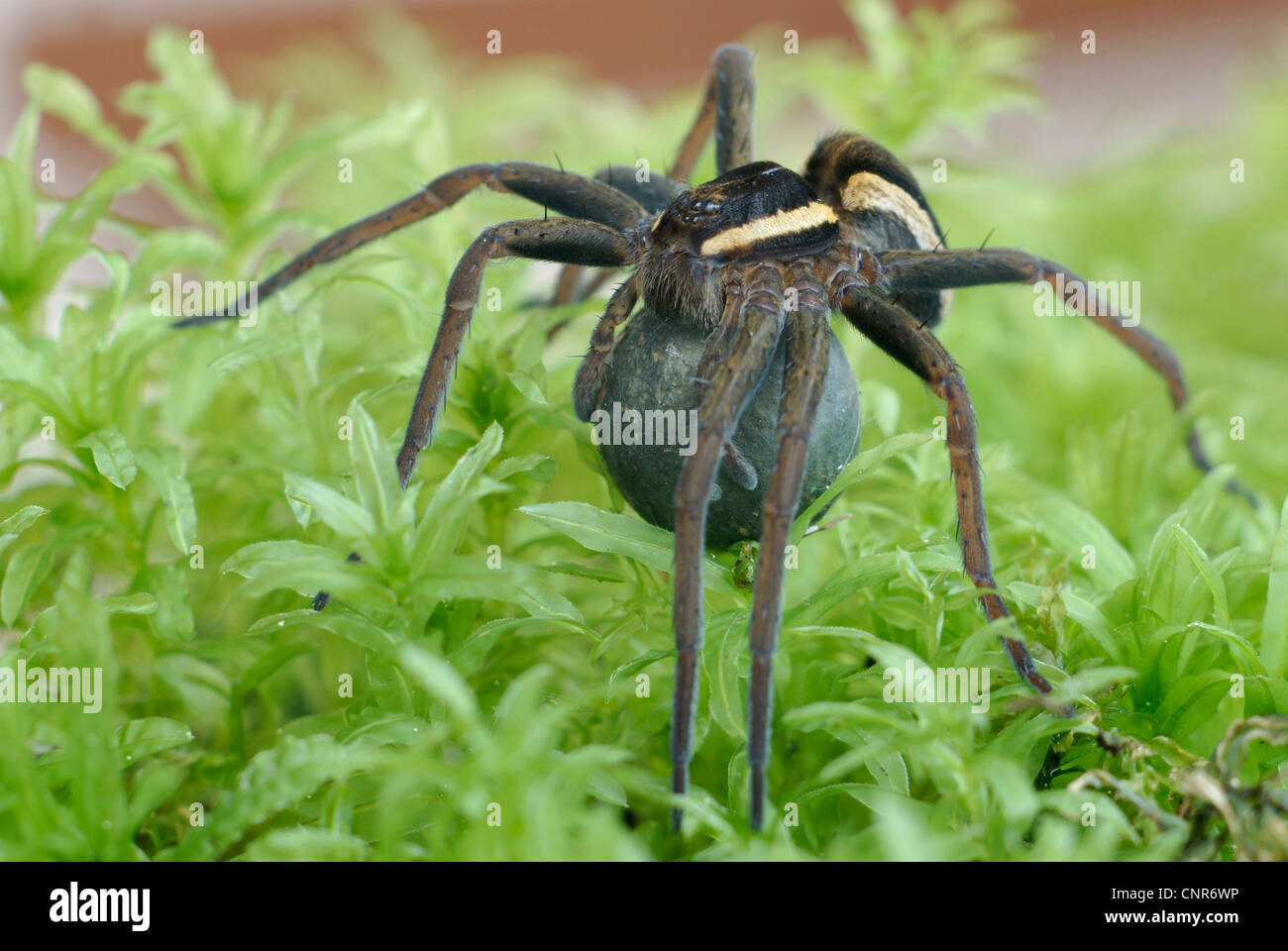 fimbriate fishing spider, raft spider (Dolomedes fimbriatus), with ...