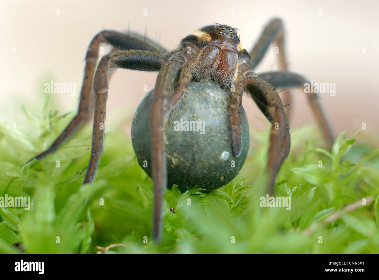 Raft spider germany dolomedes fimbriatus hi-res stock photography and ...