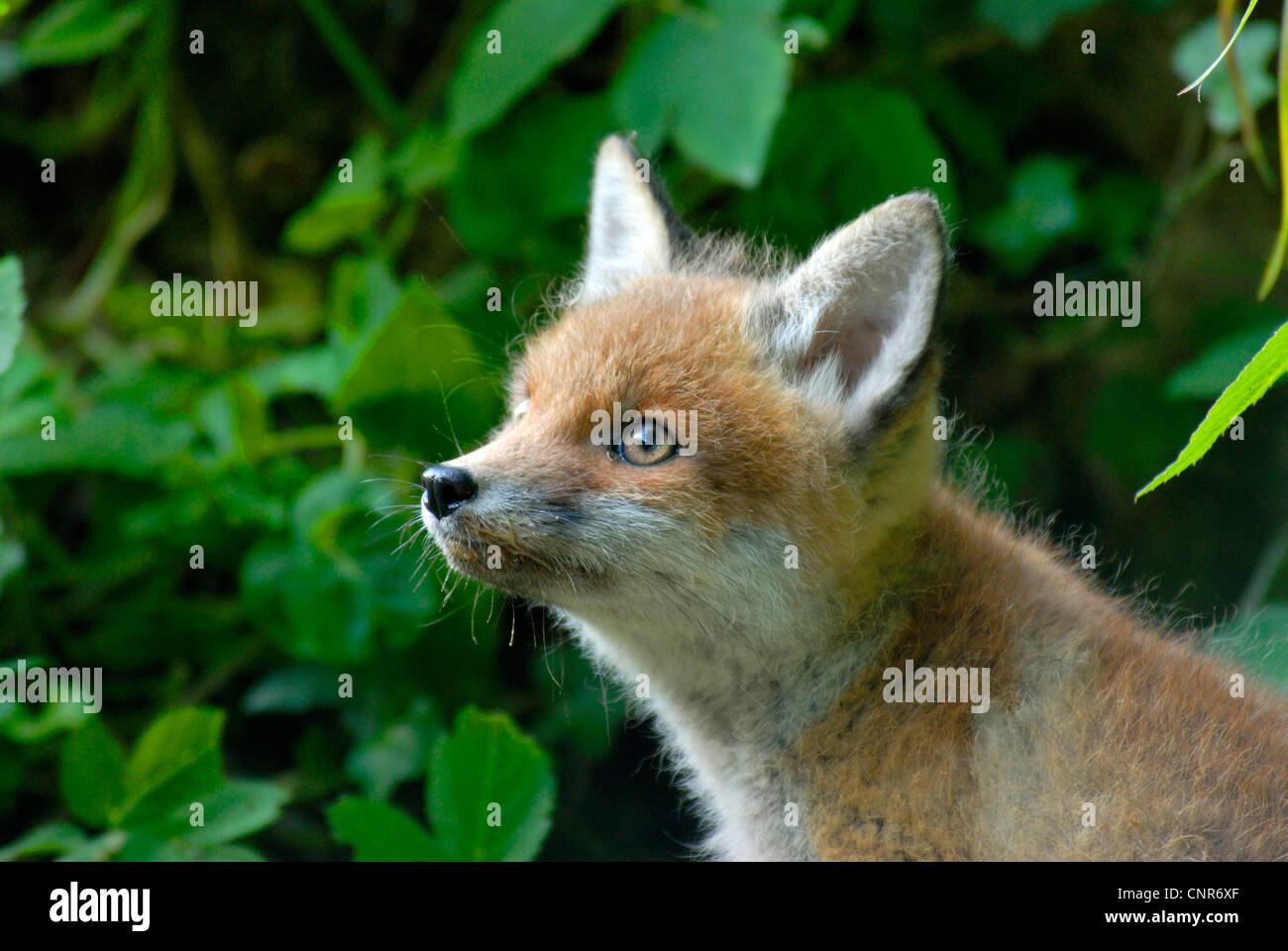 red fox (Vulpes vulpes), young, Germany, Baden-Wuerttemberg ...