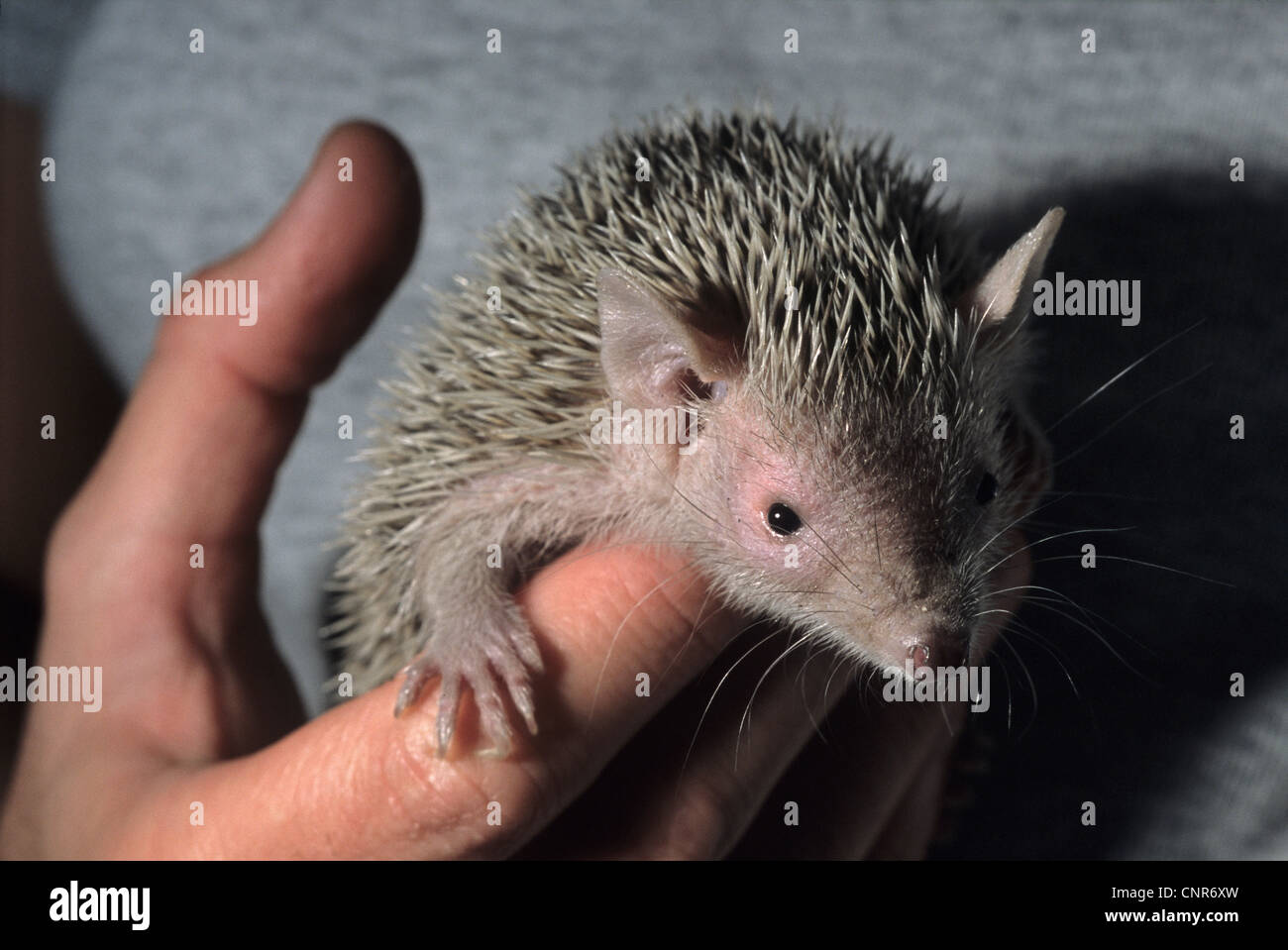 Greater Hedgehog Tenrec or Large Madagascar Hedgehog (Setifer setosus ...