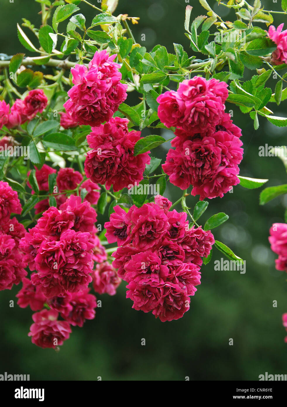 rose (Rosa spec.), cultivar 'Excelsa' Stock Photo - Alamy