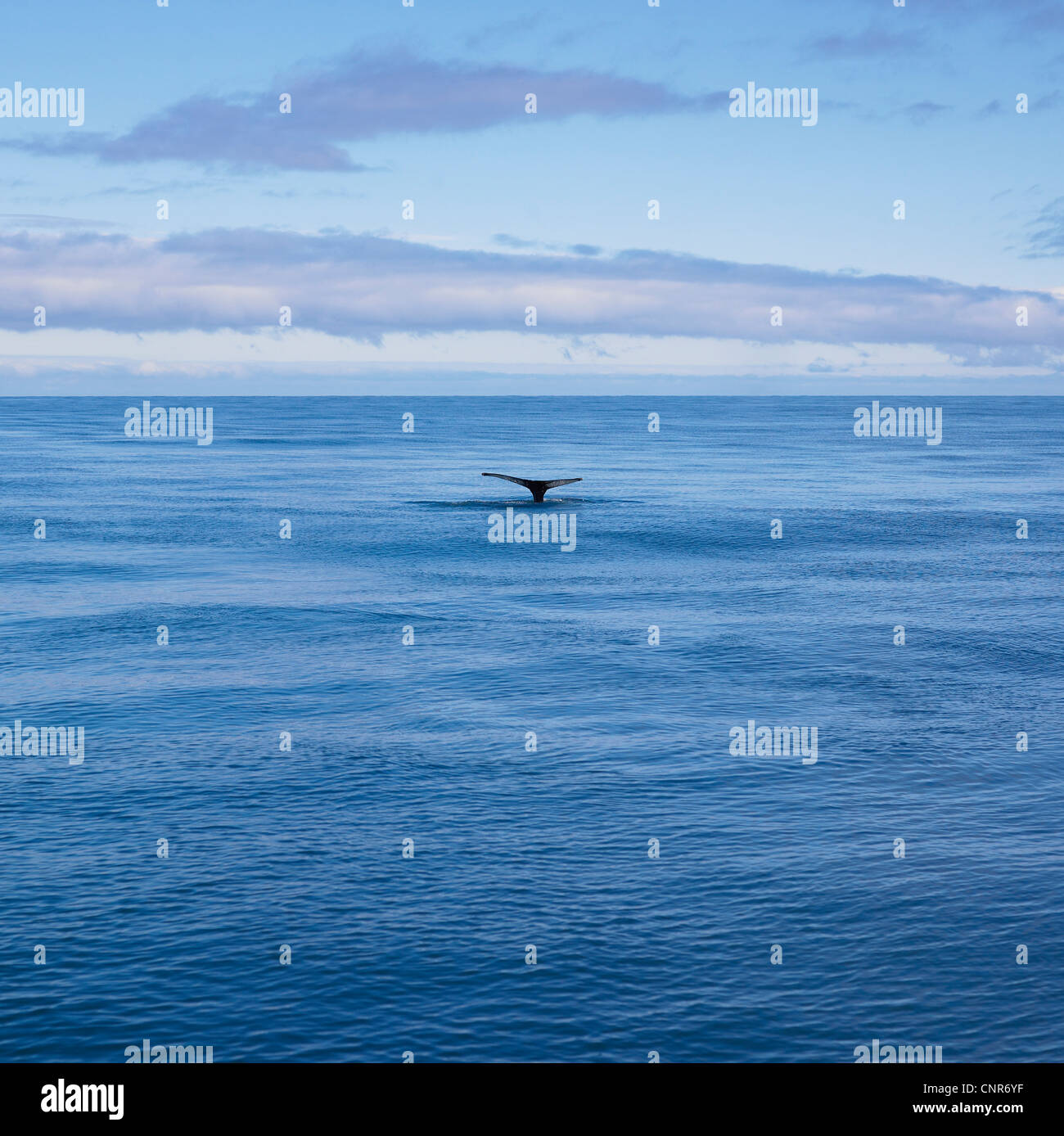 Whale’s tail in still ocean Stock Photo - Alamy