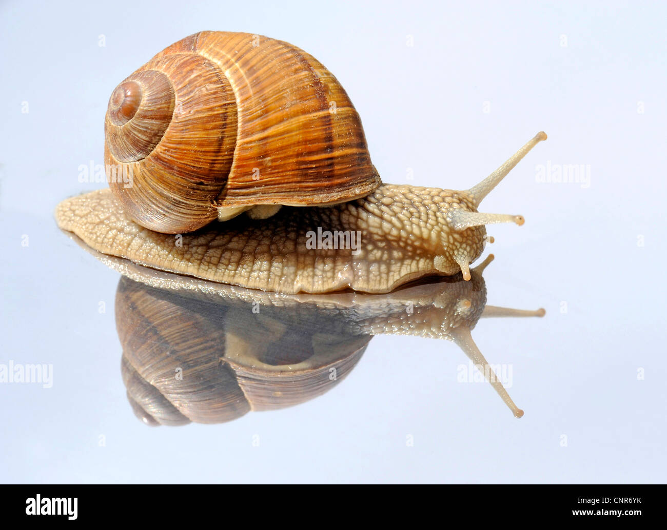 Roman snail, escargot, escargot snail, edible snail, apple snail ...