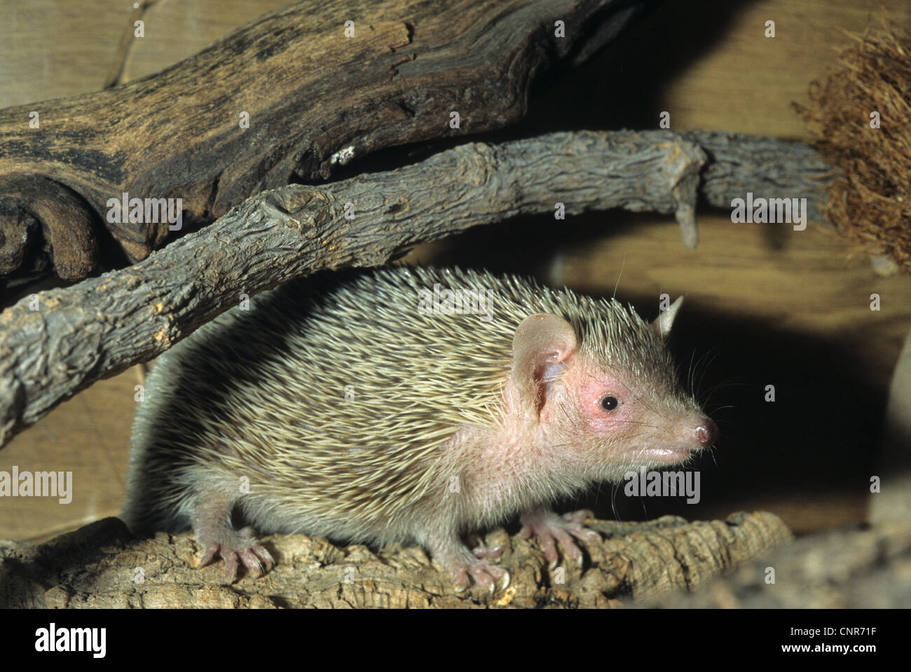 Greater Hedgehog Tenrec or Large Madagascar Hedgehog (Setifer setosus ...