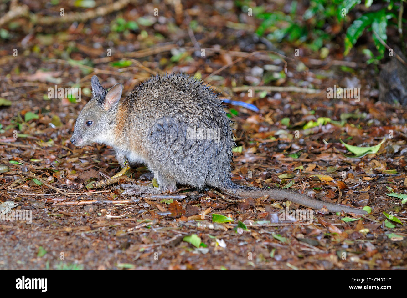 red-necked pademelon (Thylogale thetis), on ground, Australia ...