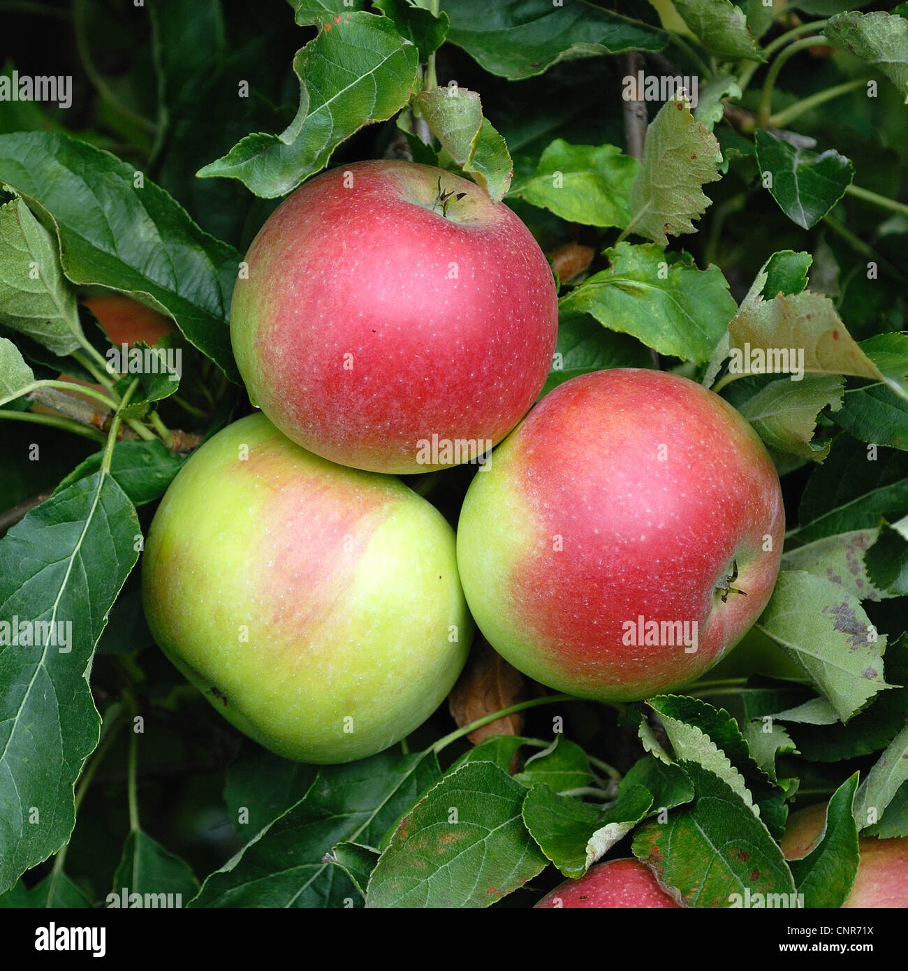 apple tree (Malus domestica), cultivar 'Idared' Stock Photo - Alamy