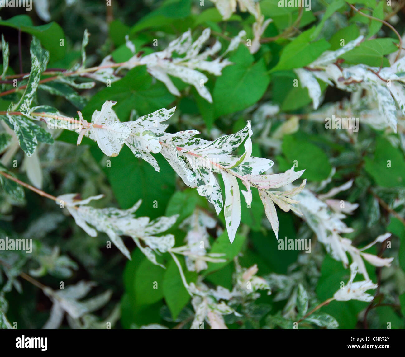 Dappled Willow, Variegated Willow (Salix integra 'Hakuro Nishiki ...
