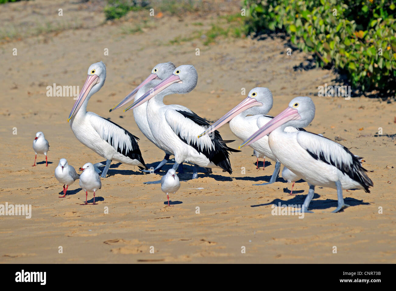 Australian pelican pelecanus conspicillatus group hi-res stock ...