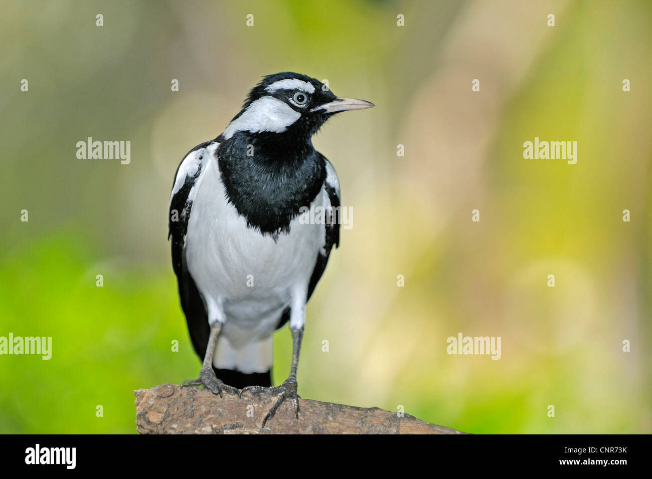 magpie lark (Grallina cyanoleuca), on branch, Australia, Queensland ...