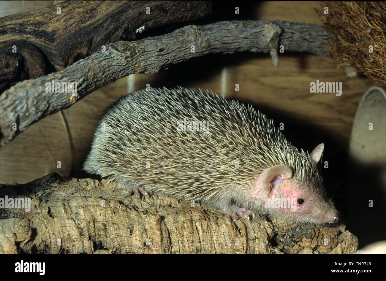 Large madagascar hedgehog hi-res stock photography and images - Alamy
