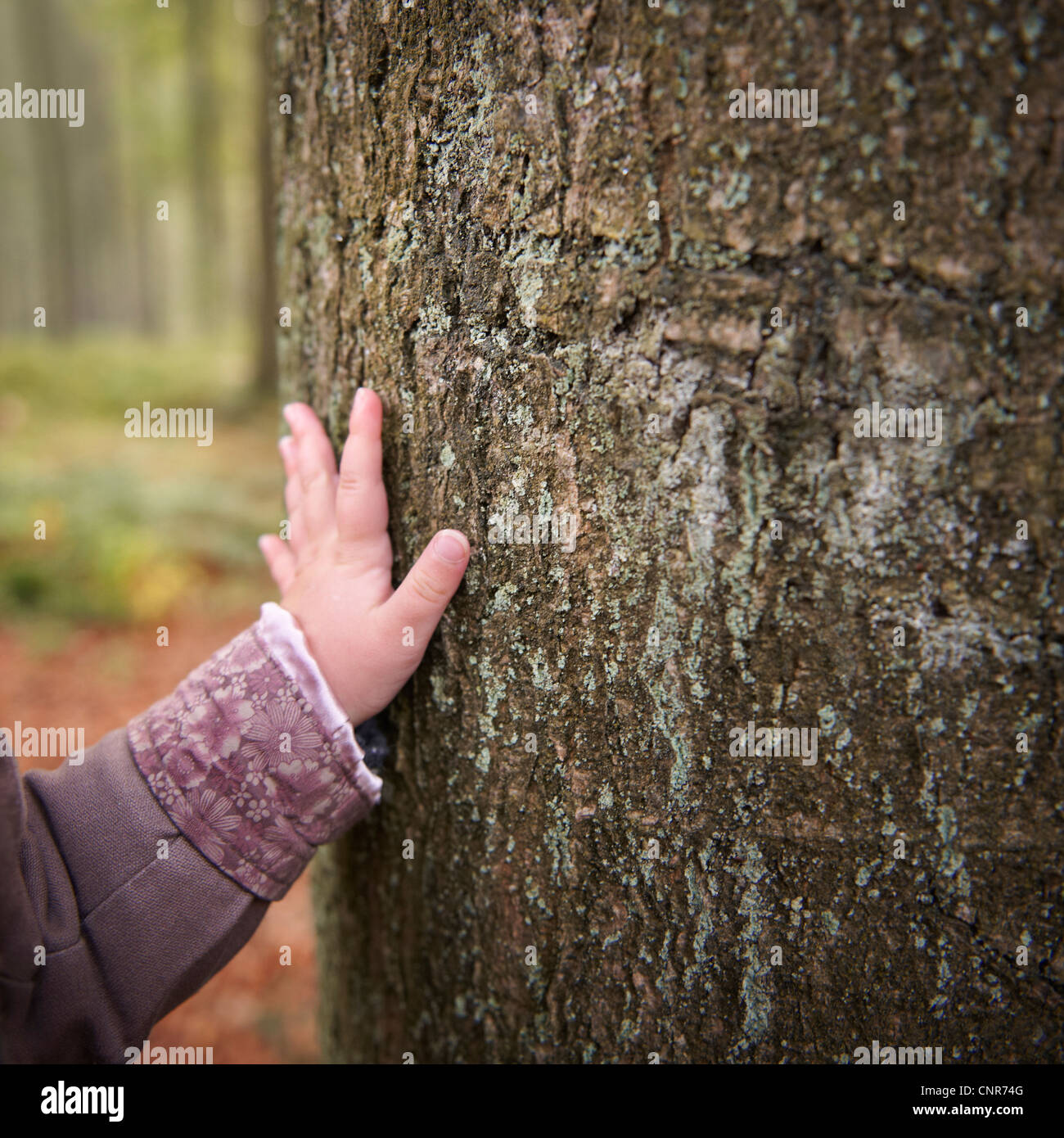 Toddler touching tree in park Stock Photo - Alamy