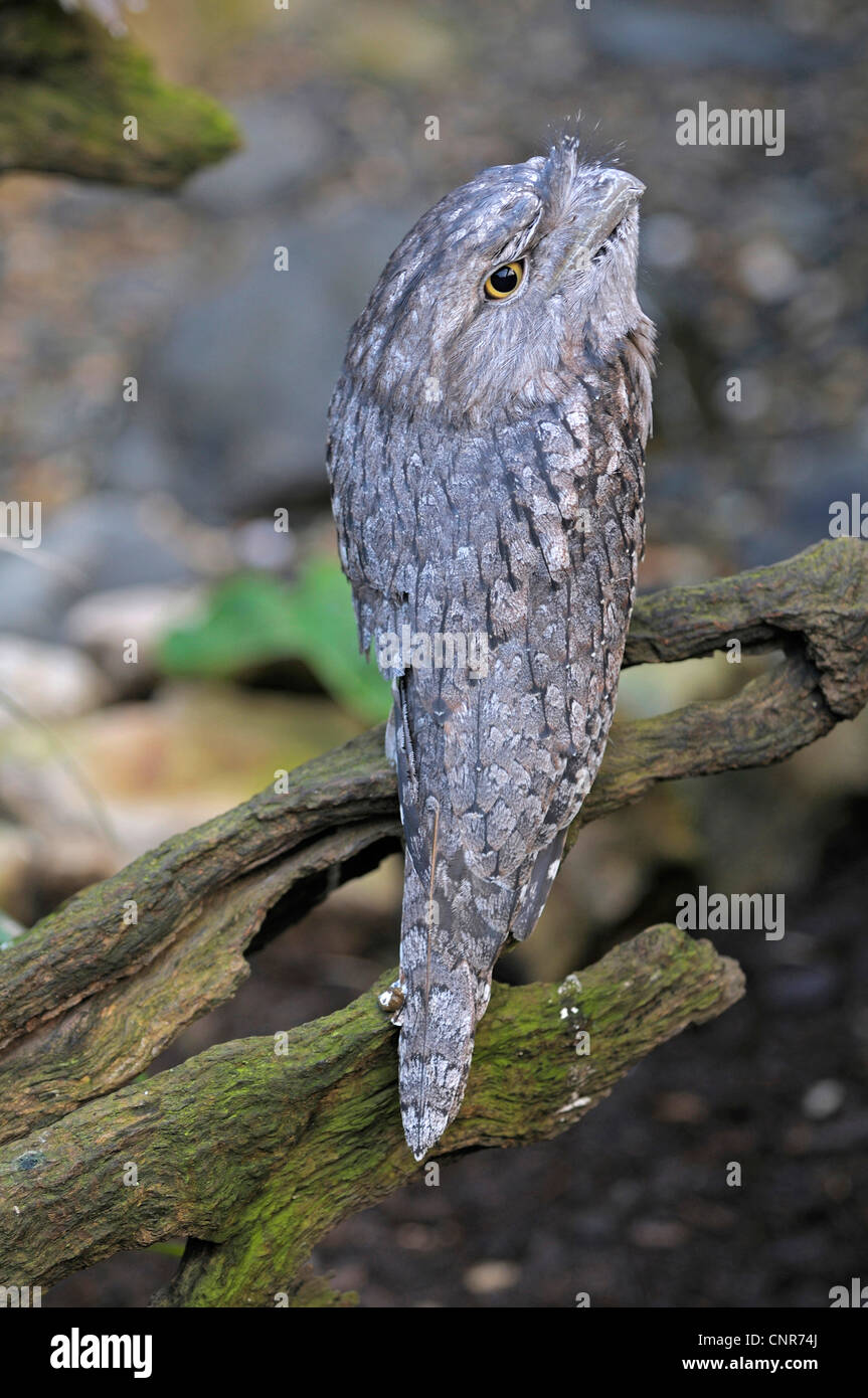 tawny frogmouth (Podargus strigoides), sitting on branch, Australia ...