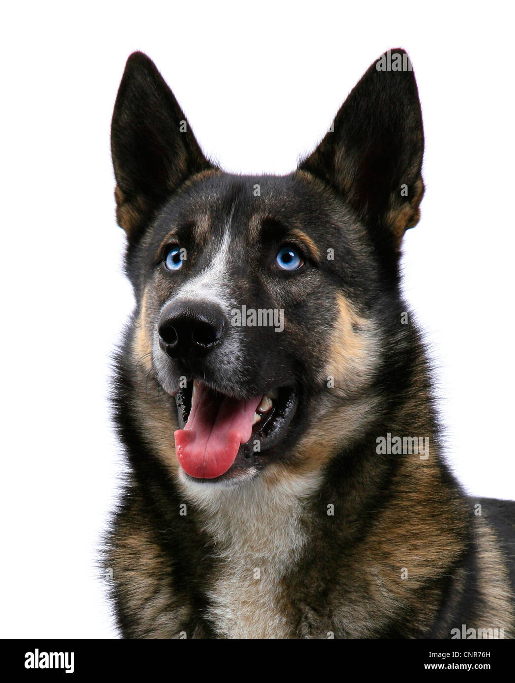 Siberian Husky Mixed With German Shepherd With Blue Eyes