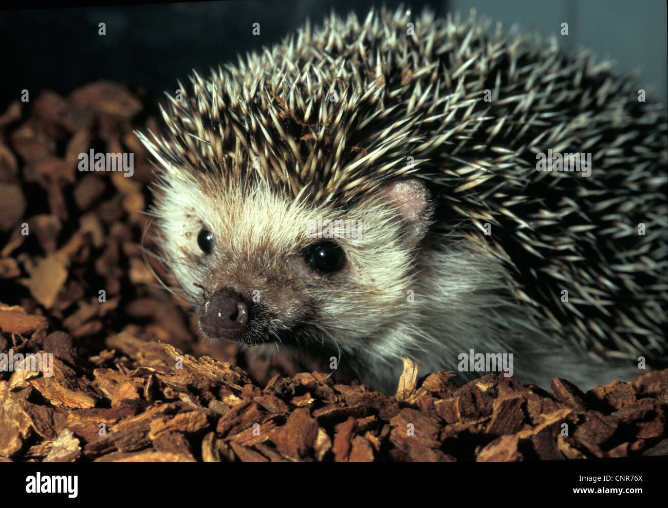 Four-toed hedgehog or African pygmy hedgehog (Atelerix albiventris ...