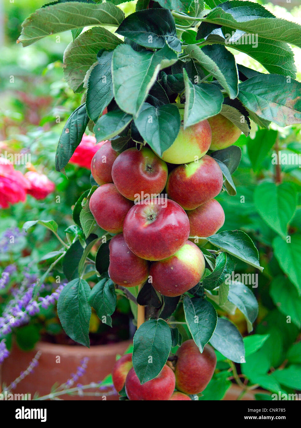 Japanese Crab Apple Trees High Resolution Stock Photography and Images ...
