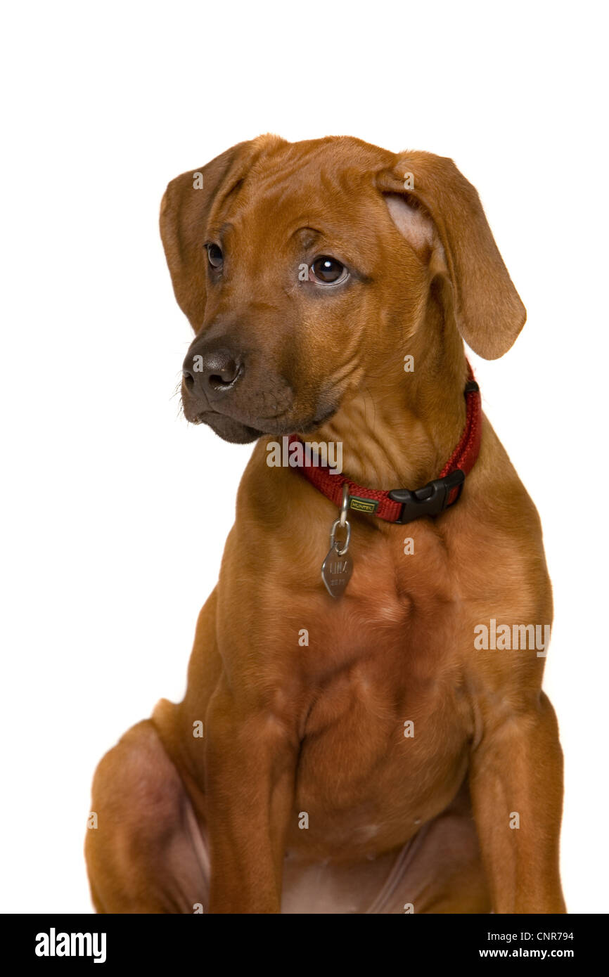 Ridgeback colors hi-res stock photography and images - Alamy
