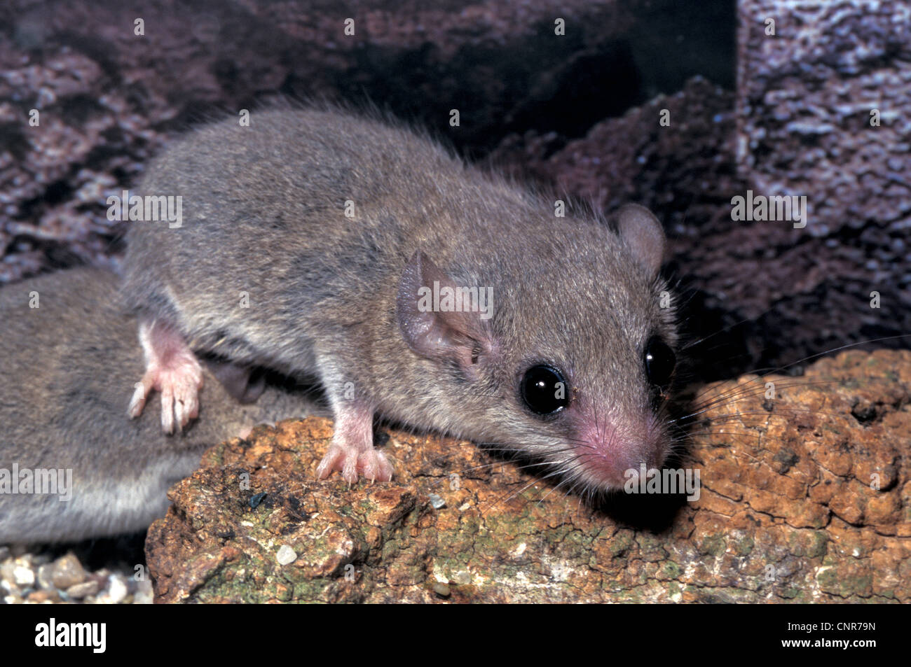 African Woodland Dormouse Graphiurus murinus, Gliridae, Rodentia ...