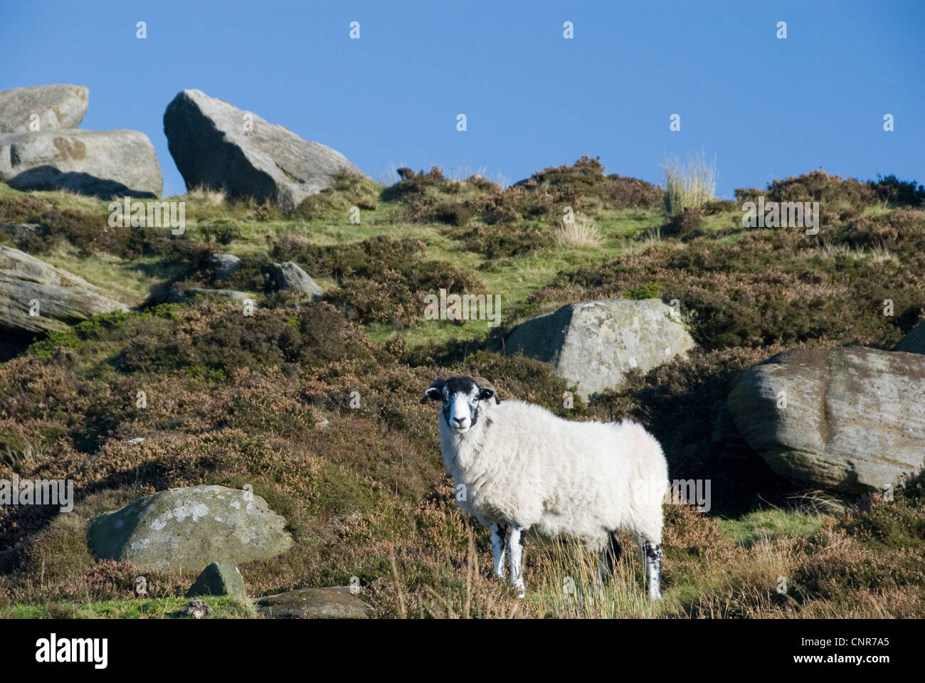 Wild Living Sheep Graze the Peak District Moorland in Summer, Higger ...