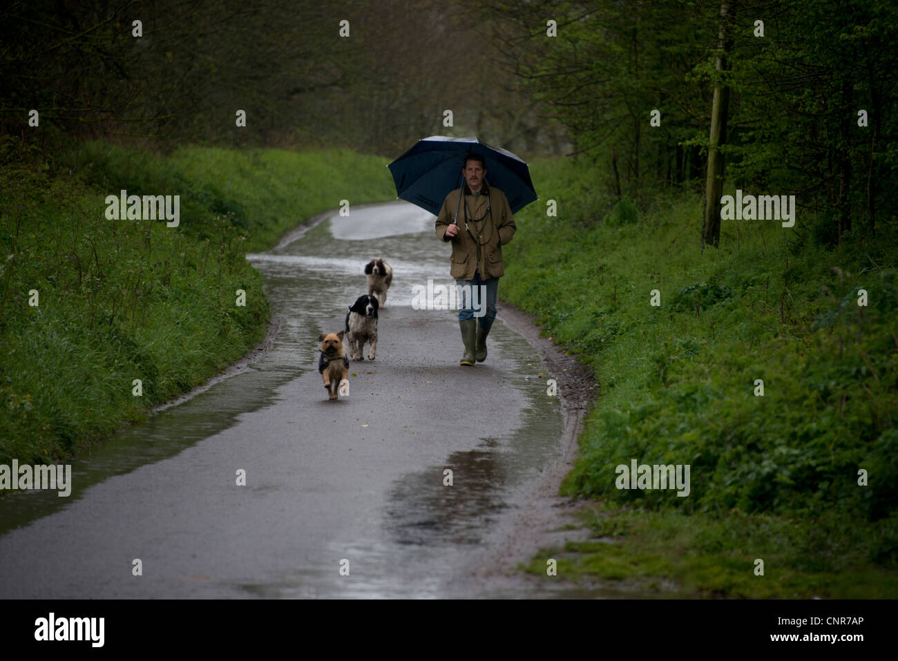 Walking The Dog In The Rain High Resolution Stock Photography and ...