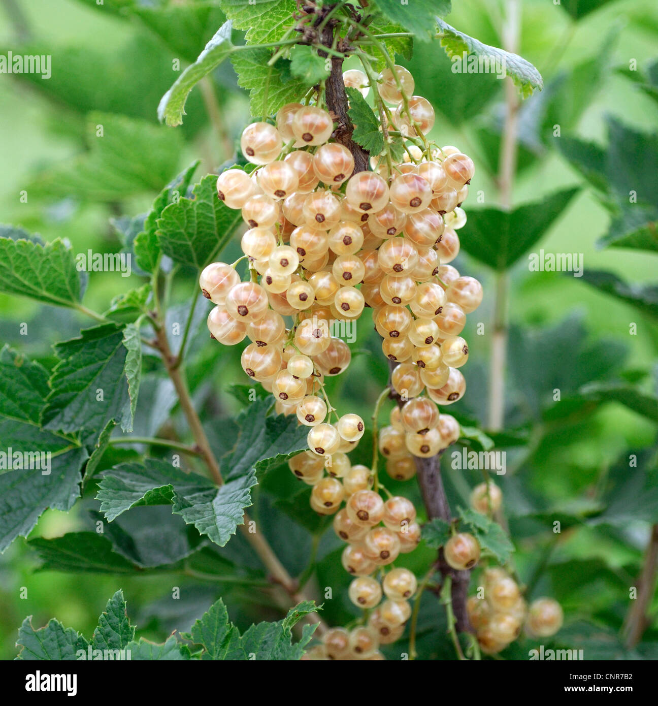 northern red currant (Ribes rubrum 'Weisse Hollaendische', Ribes rubrum ...