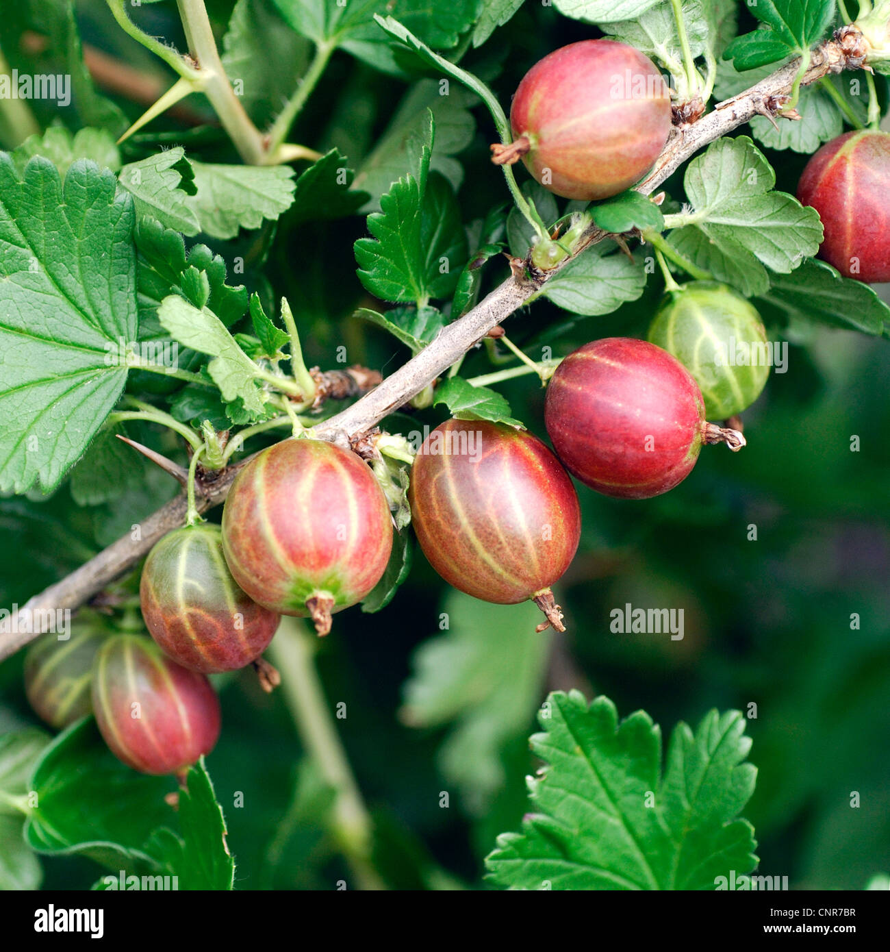 Wild Gooseberry Plant