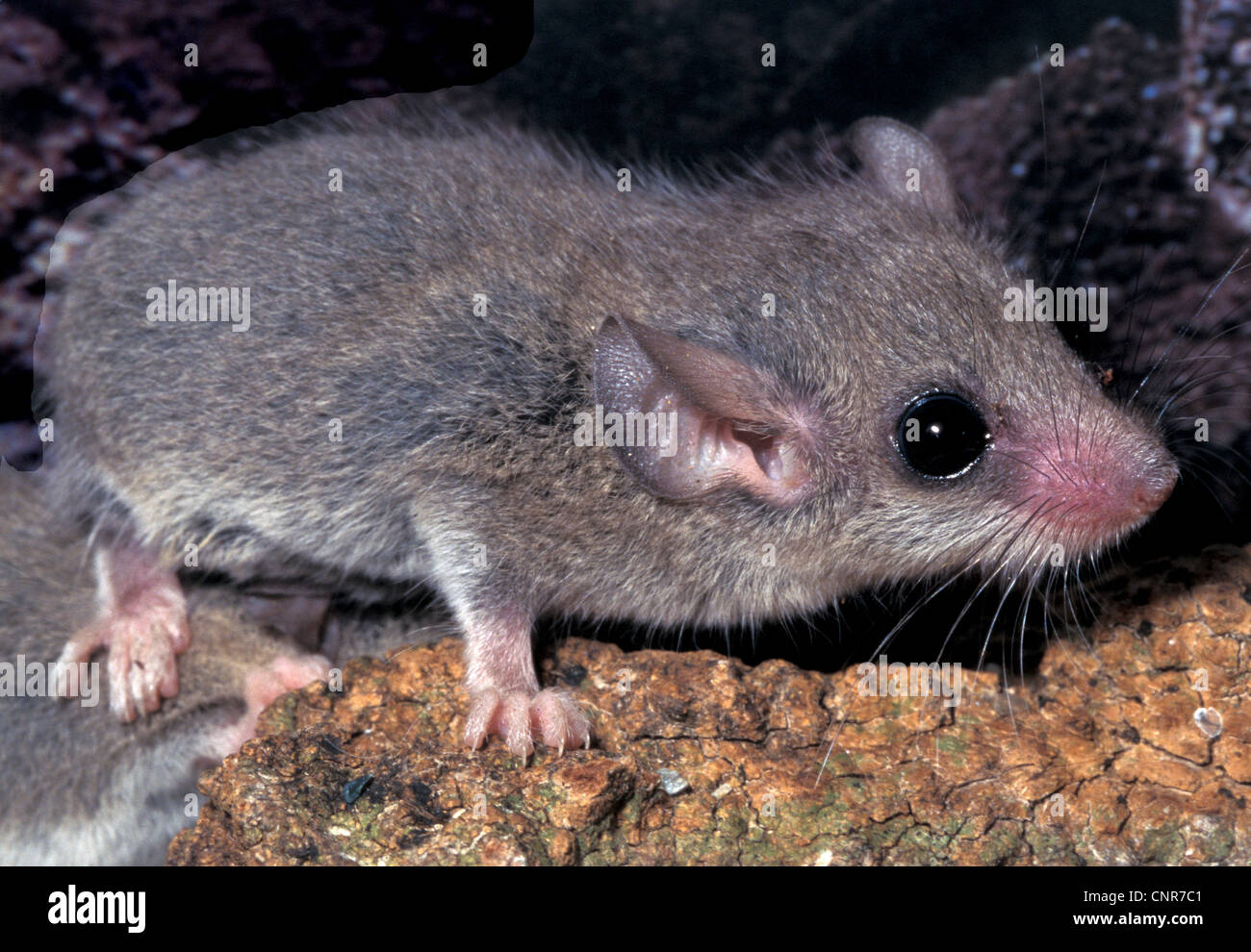 African Woodland Dormouse Graphiurus murinus, Gliridae, Rodentia ...