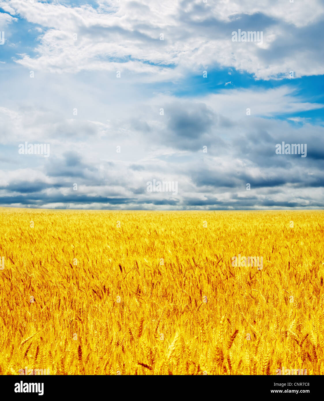 golden field under dramatic sky Stock Photo - Alamy