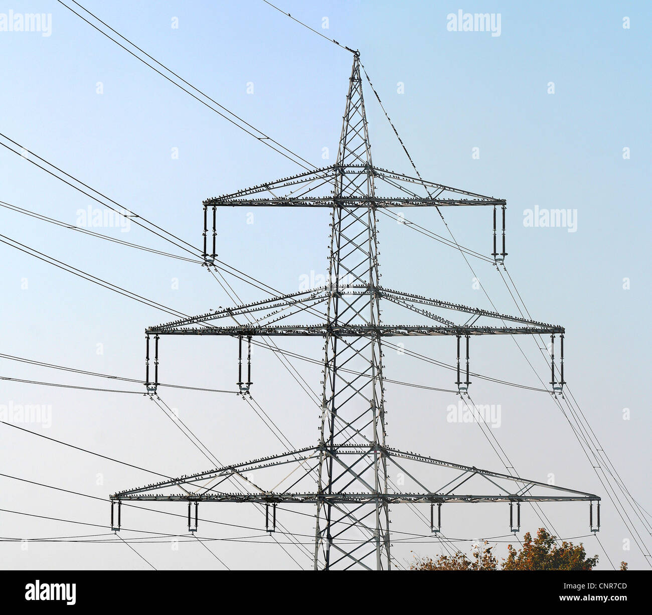 Pylon poles with birds hi-res stock photography and images - Alamy