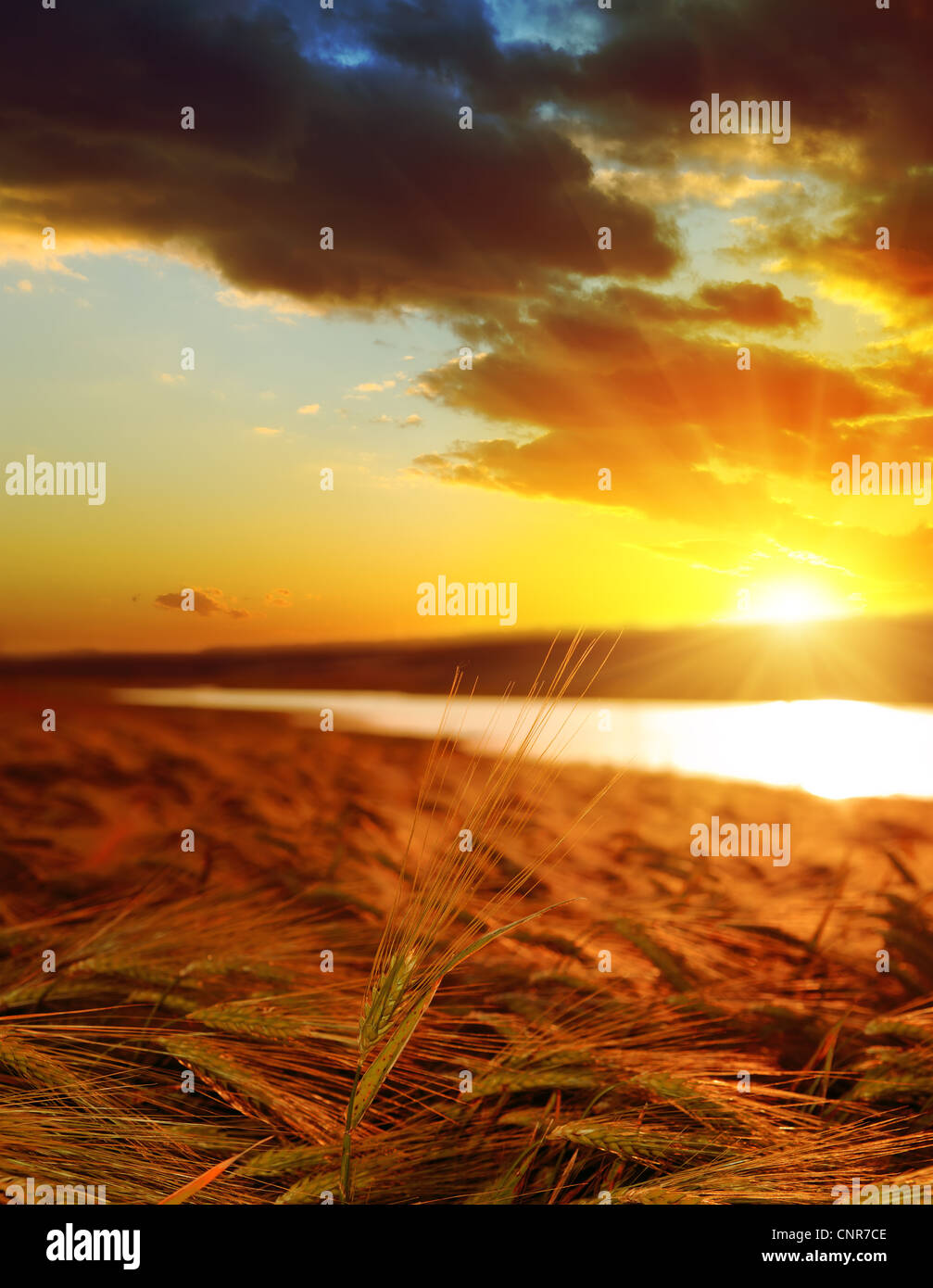 golden sunset over wheat field Stock Photo - Alamy