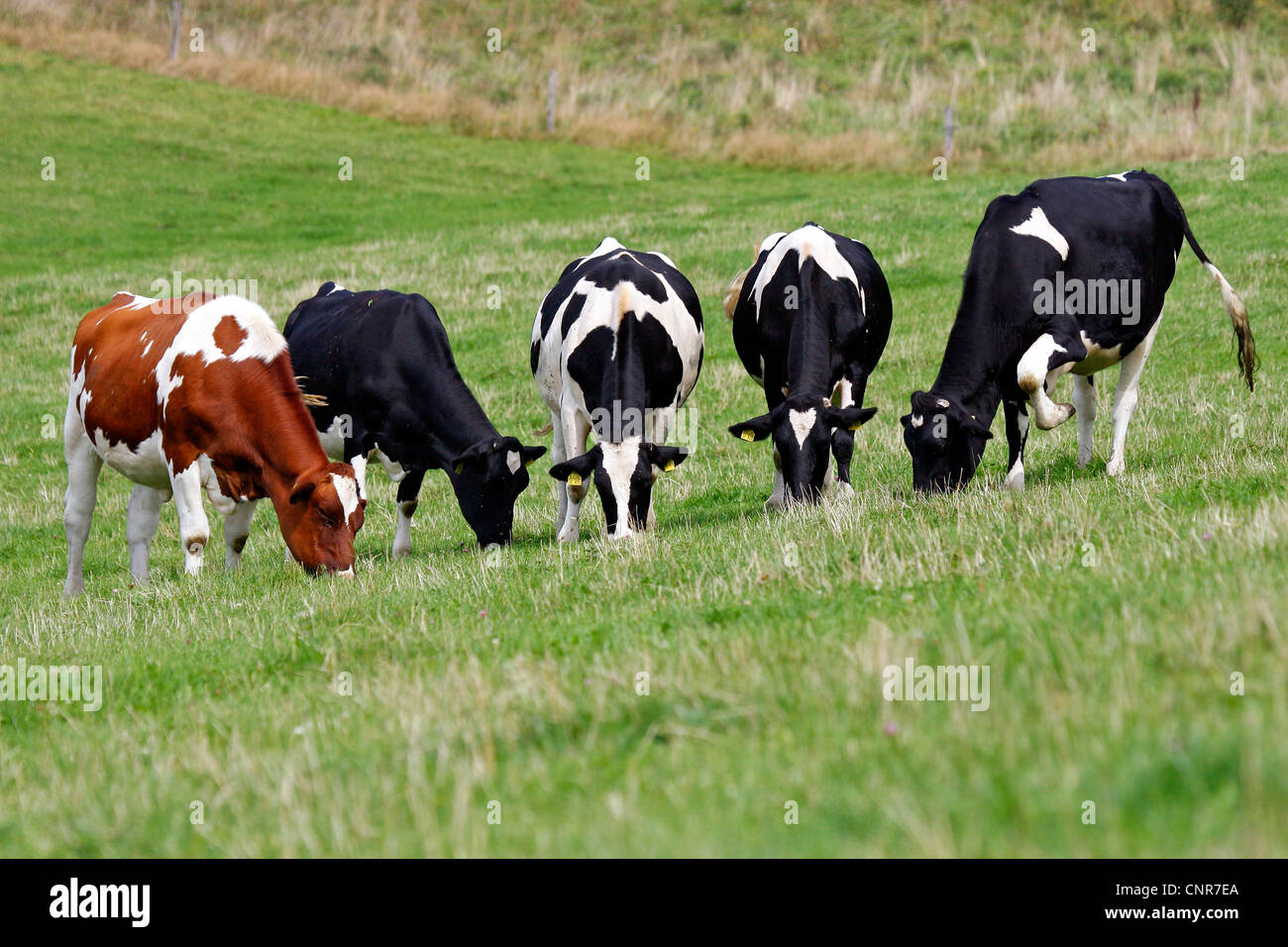 domestic cattle (Bos primigenius f. taurus), five cows grazing on ...