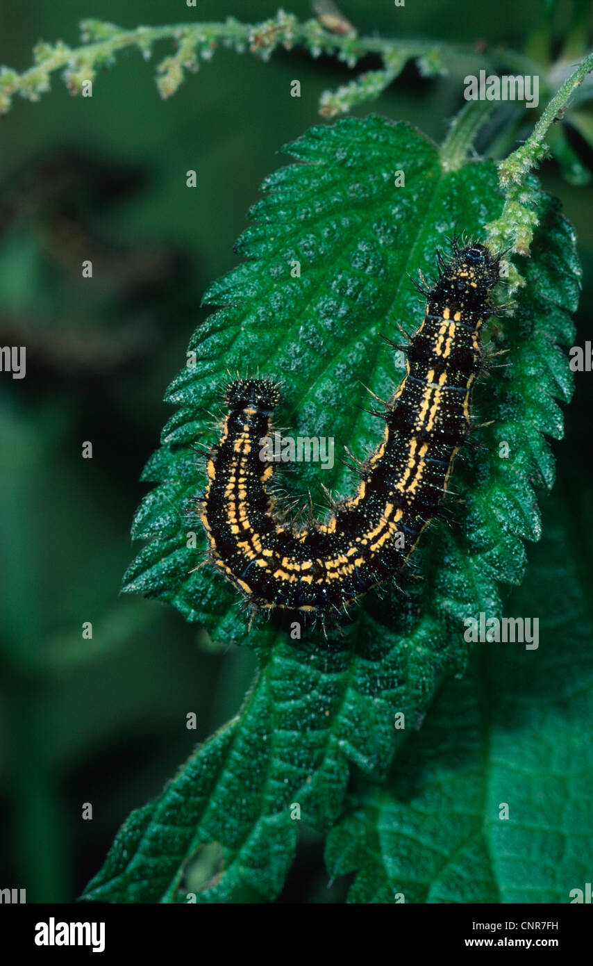 small tortoiseshell (Aglais urticae), caterpillar feeding on nettle ...