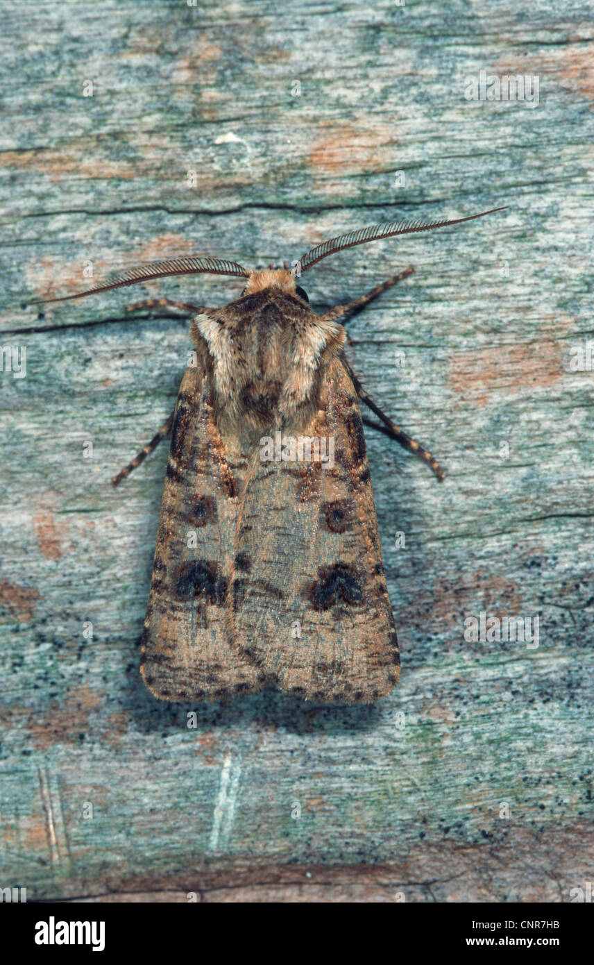 Agrotis hi-res stock photography and images - Alamy