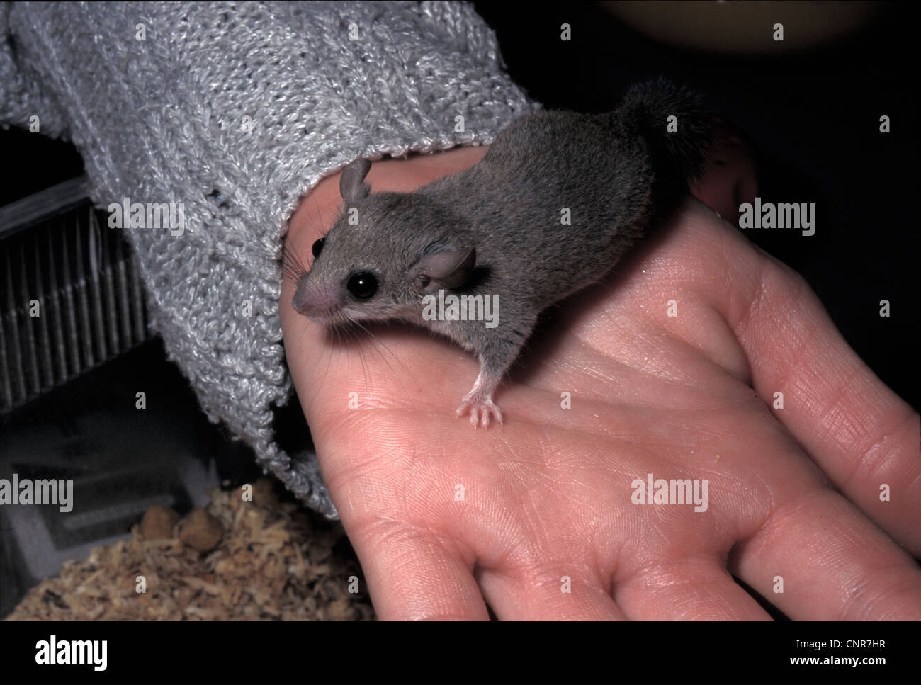 African Woodland Dormouse Graphiurus murinus, Gliridae, Rodentia ...