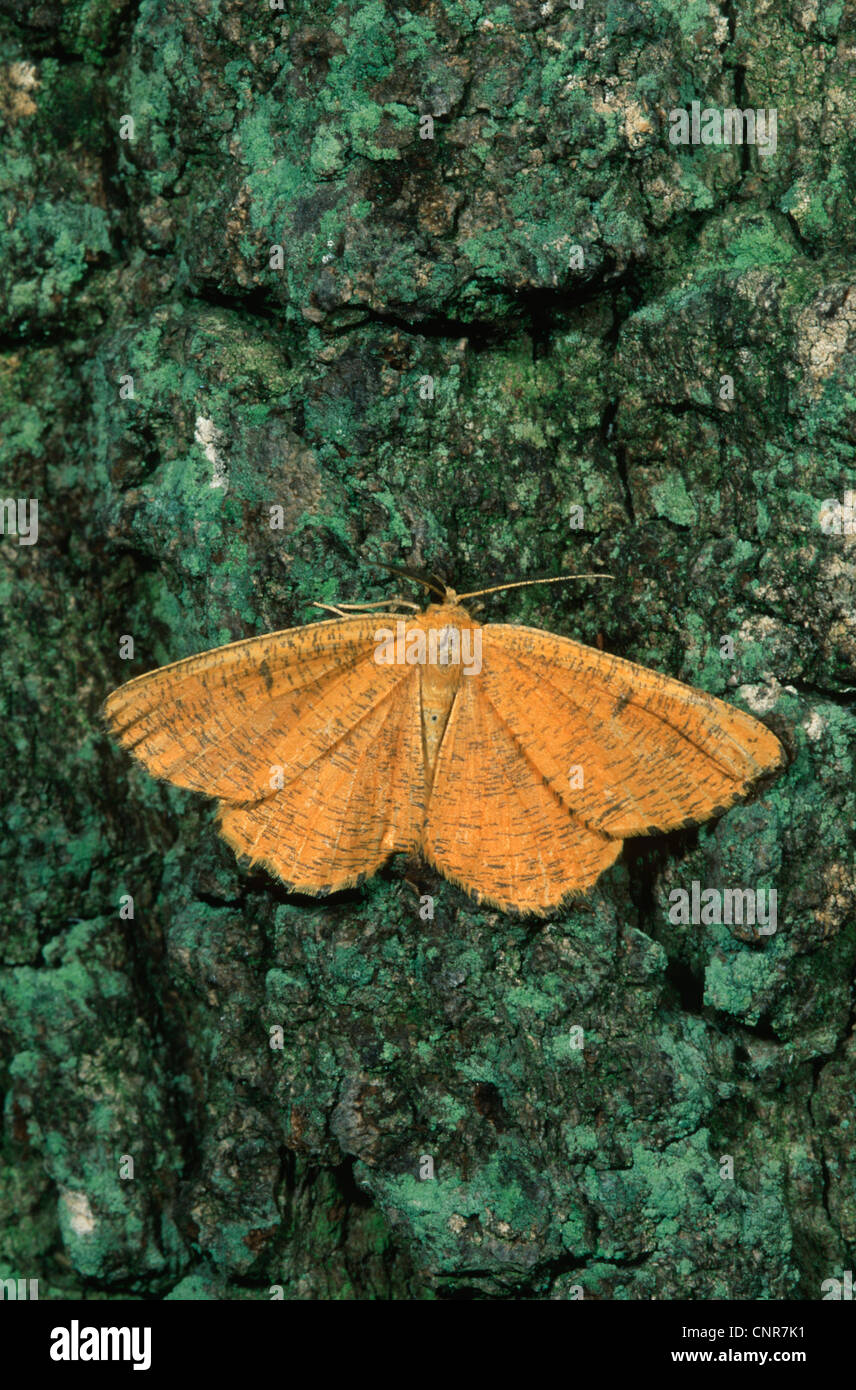 orange moth (Angerona prunaria), sitting on bark, Germany Stock Photo ...