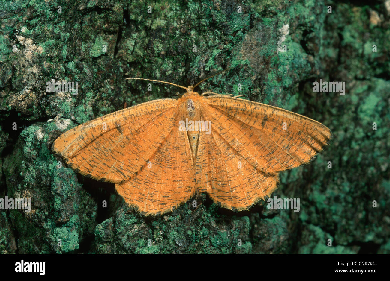 orange moth (Angerona prunaria), sitting on bark, Germany Stock Photo ...