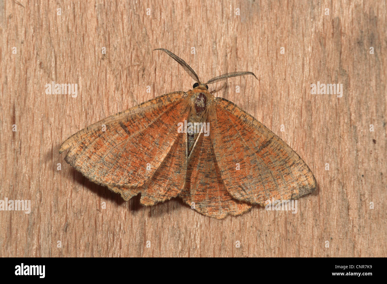 orange moth (Angerona prunaria), sitting on a plank, Germany Stock ...