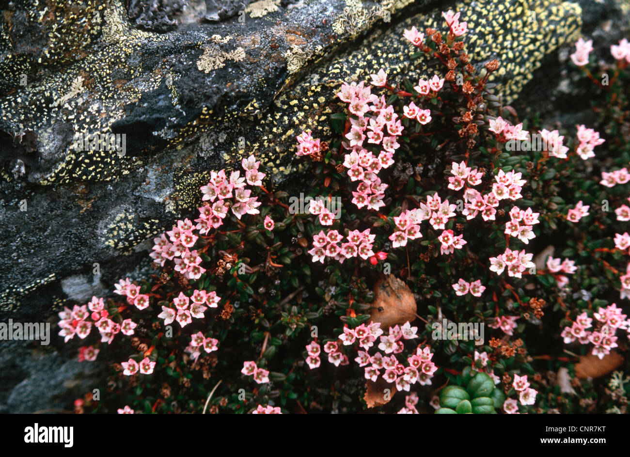 Alpine azalea, trailing azalea (Loiseleuria procumbens), flowering ...