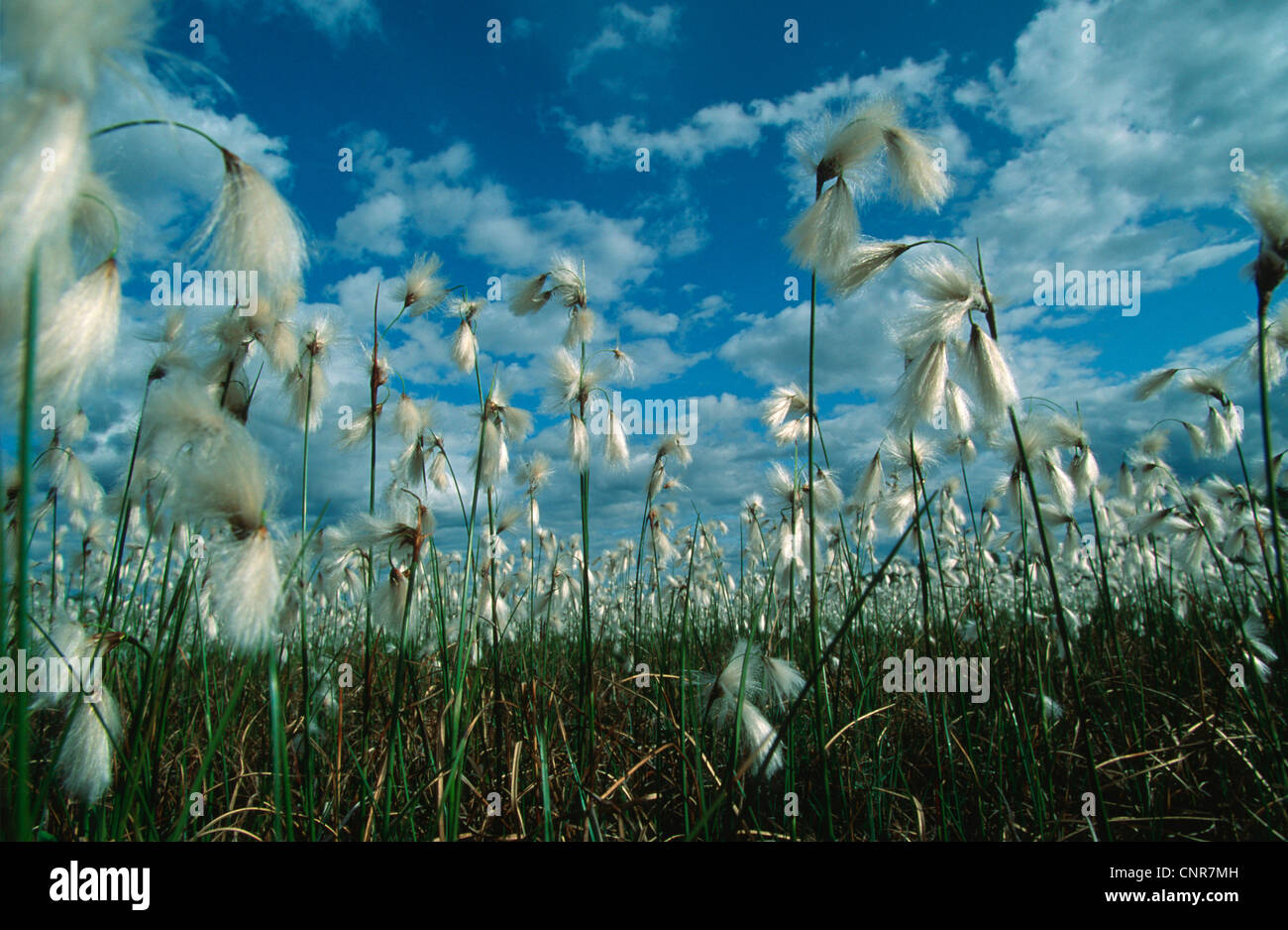 common cotton-grass, narrow-leaved cotton-grass (Eriophorum ...