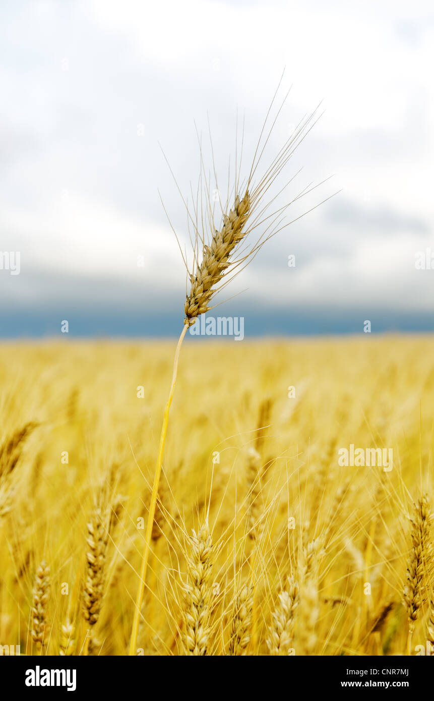 field of golden barley Stock Photo - Alamy